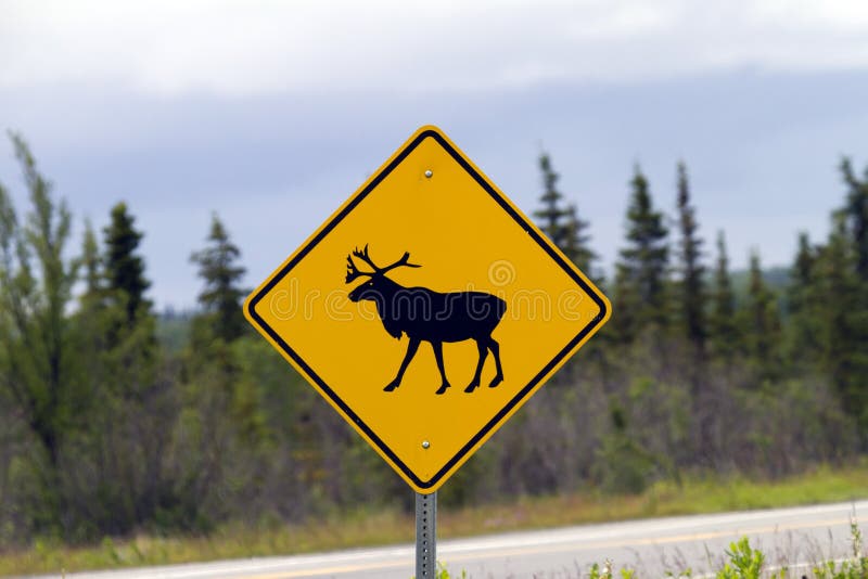 Moose crossing stock photo. Image of animal, moose, critter - 298516