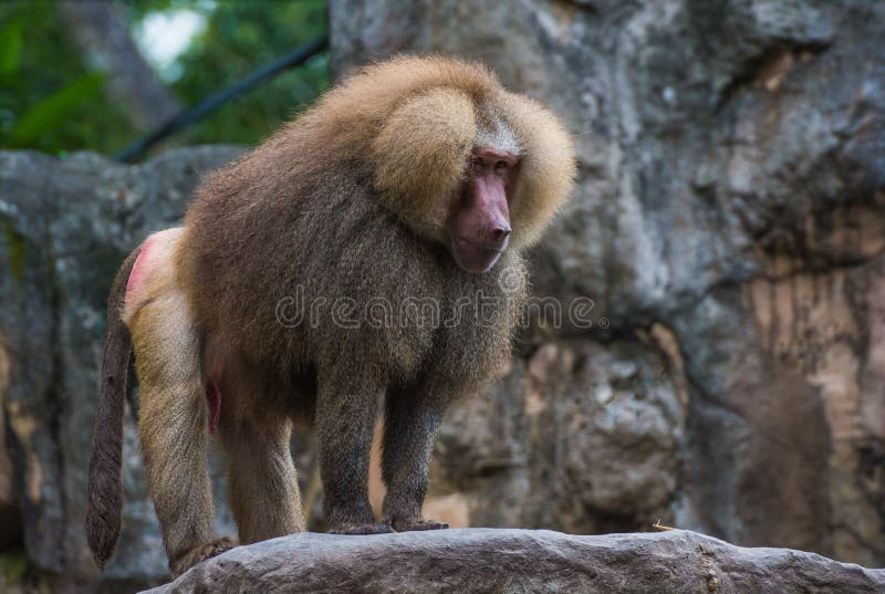 Watch Tower stock photo. Image of wild, monkey, watching - 31039120