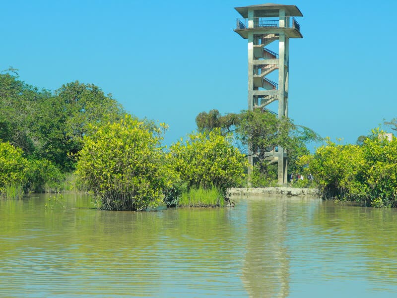 Watchtower Inside the Ratargul Swamp Forest at Sylhet, Bangladesh-2023 ...