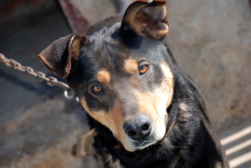 Watchdog stock photo. Image of dogs, watchdog, portrait - 19166486 Watchdog stock photo. Image of dogs, watchdog, portrait - 19166486