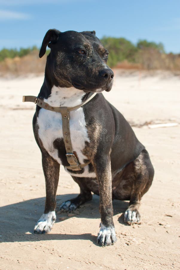 Watchdog stock image. Image of black, angry, cute, beware - 30986421