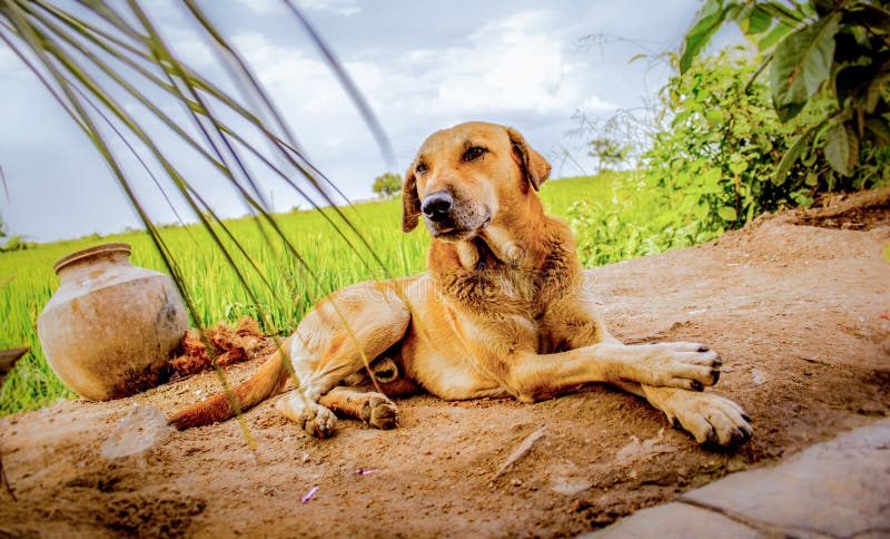 Watchdog stock image. Image of farm, stylish, watchdog - 81241131