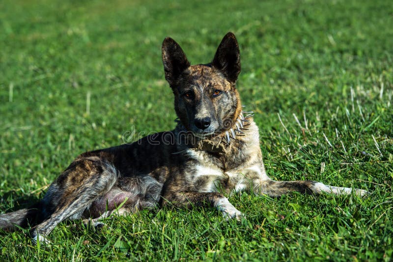 Watchdog stock photo. Image of habitat, flora, animals - 60120424