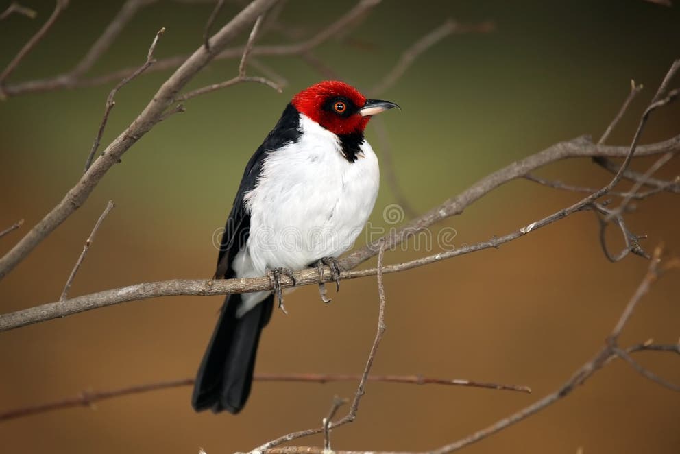 The Watcher stock photo. Image of nature, looking, tree - 8141160