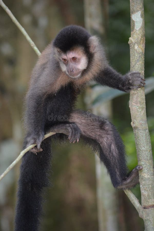 The watcher stock photo. Image of animals, monkey, trees - 192465306