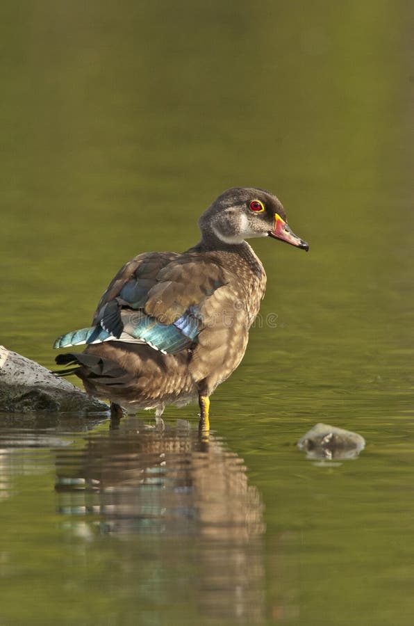 Woodduck Drake in Eclipse Plumage Stock Image - Image of reflections ...