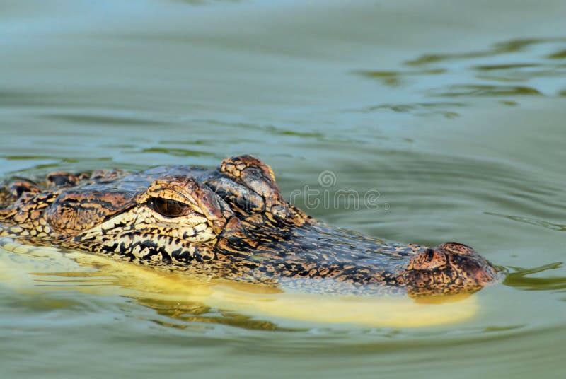 Waiting Alligator - Amazon River Stock Photo - Image of americas ...