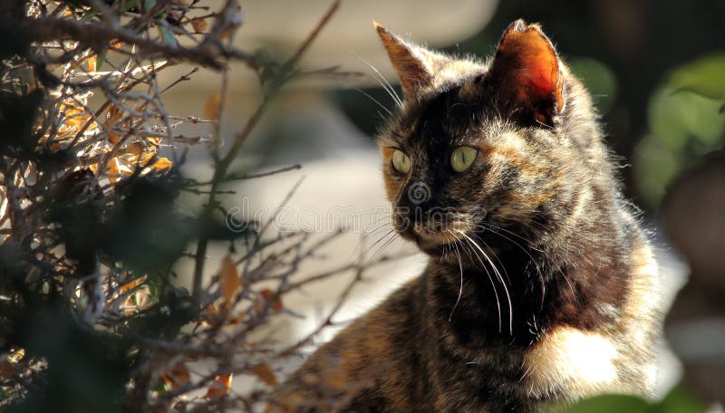 Watchful cat in the garden stock photo. Image of bushes - 164469590