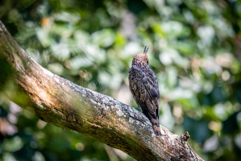 Watchful Crested Hawk-Eagle Stock Photo - Image of hawkeagle, nagarhole ...