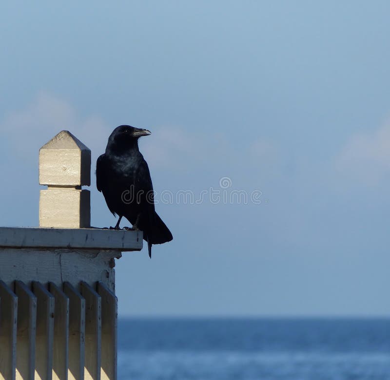 Watchful Crow stock photo. Image of railing, solitary - 64361858