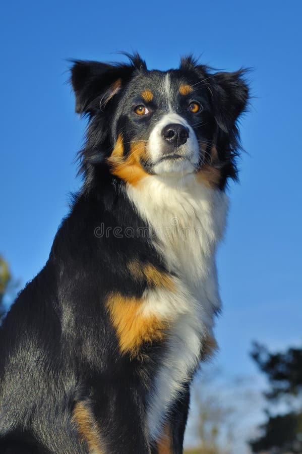 Watchful dog stock photo. Image of collie, brown, crossbreed - 5127288