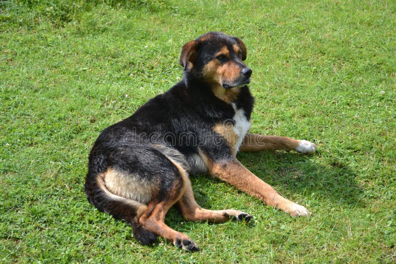 Watchful dog stock image. Image of green, beautiful, black - 61402629