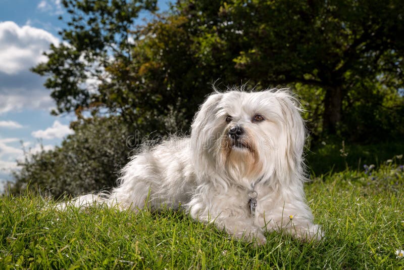 Watchful Dog stock image. Image of bichon, meadow, havanais - 43703533