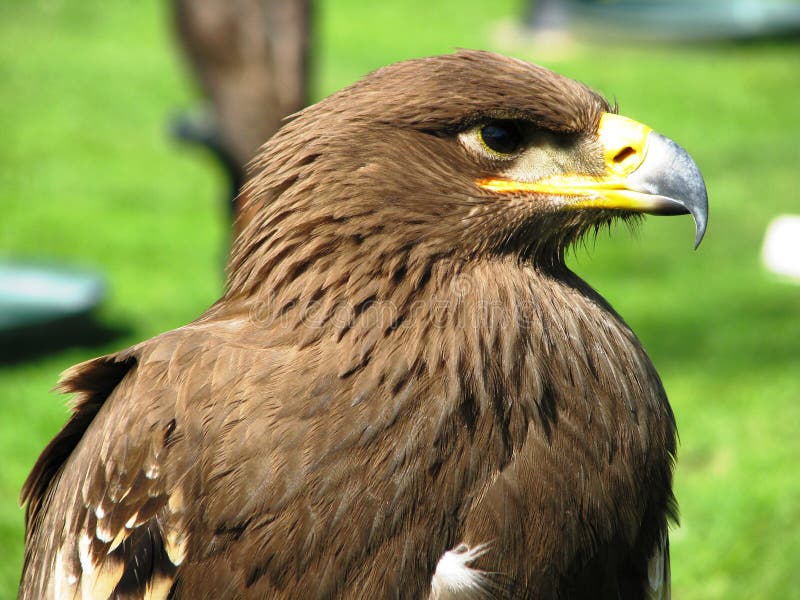 Watchful Eye stock image. Image of hawk, falcon, beak - 15329479