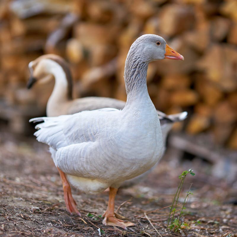 Goose on farm stock image. Image of fowl, agriculture - 23607481