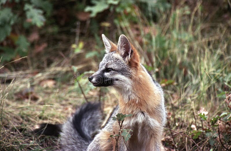 594 Fox Side Profile Stock Photos - Free & Royalty-Free Stock Photos ...