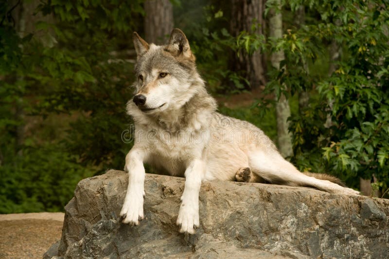 Watchful great plains wolf stock photo. Image of relaxing - 11365980
