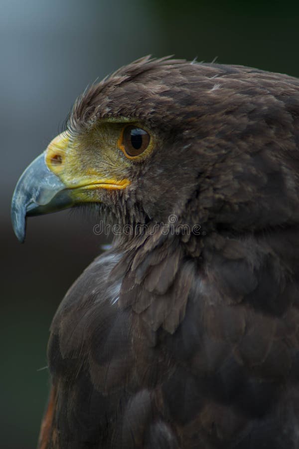 Watchful Harris`s Hawk stock image. Image of hawk, bird - 96311181