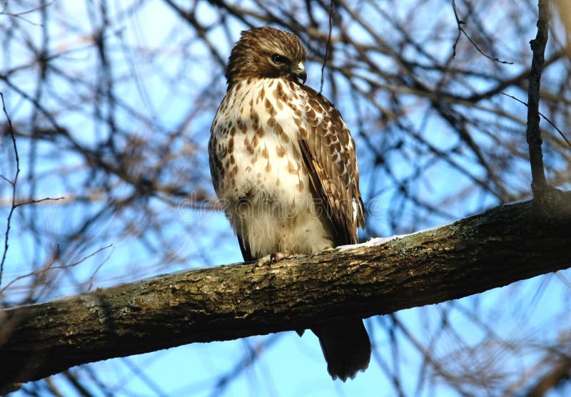 Watchful Hawk stock image. Image of power, wildlife, unique - 1825889