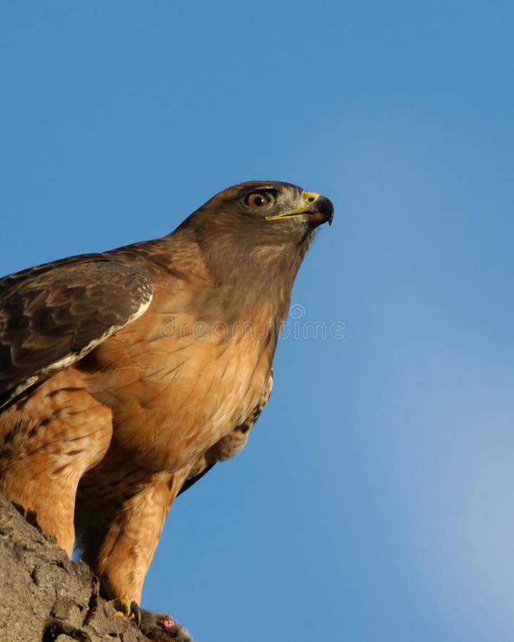 Watchful Hawk Against Blue Sky Stock Photo - Image of watchful, perched ...