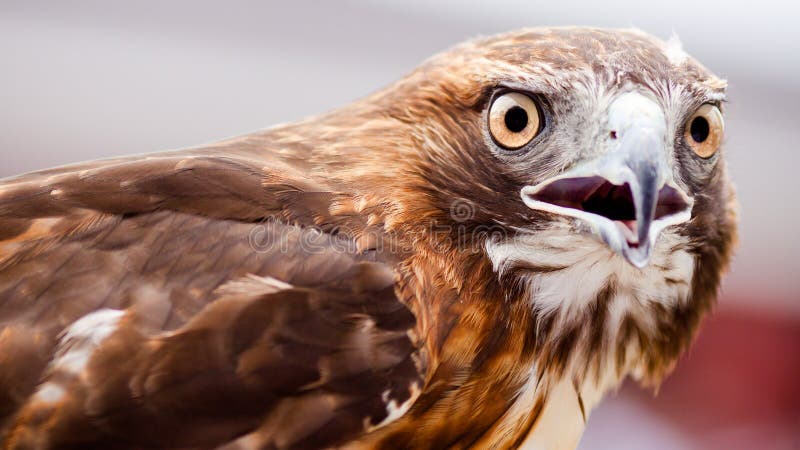 Watchful Hawk stock photo. Image of beak, gaze, eyes - 92431624