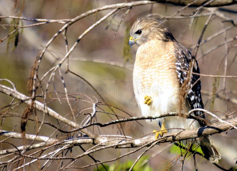 Watchful Hawk stock image. Image of green, close, outdoor - 39480509