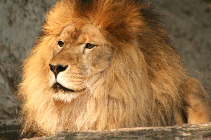 Watchful lion stock photo. Image of animals, easy, hair - 5682260