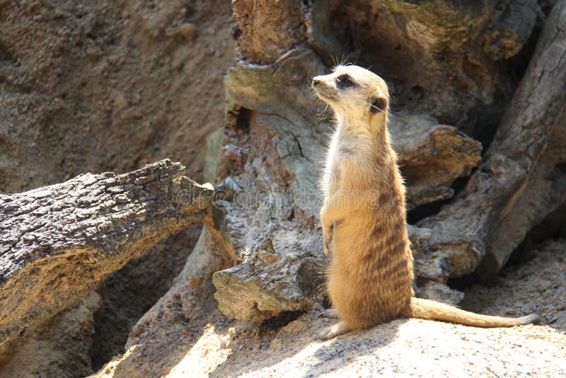 Watchful Meerkat stock image. Image of watch, nature - 45268263