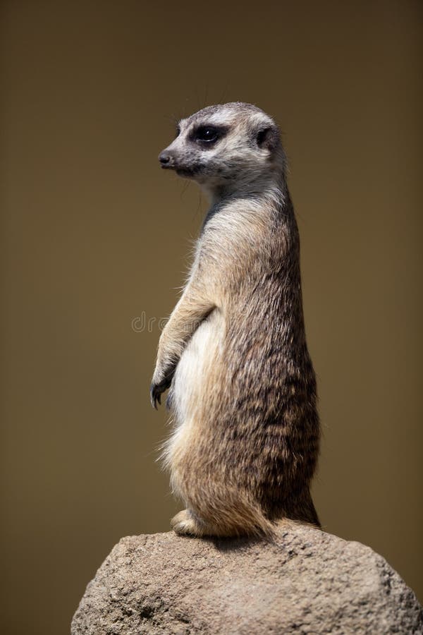 Meerkat standing upright stock photo. Image of nature - 16018188
