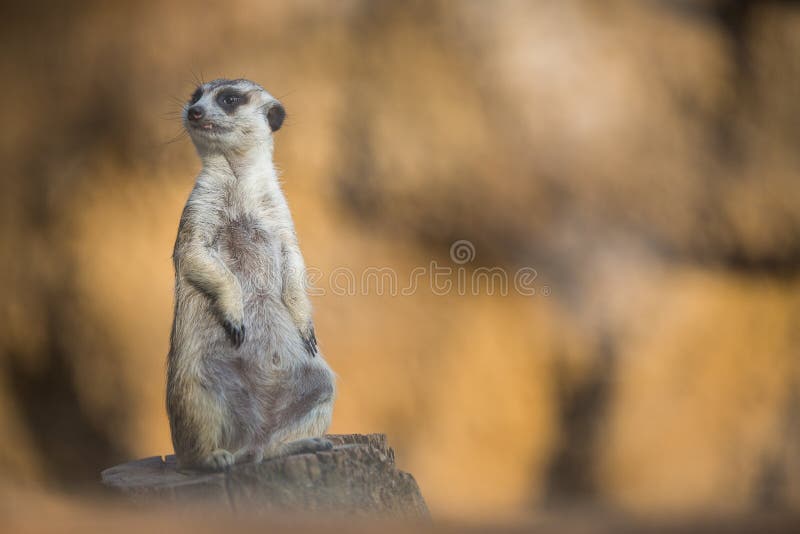 Watchful Meerkat Standing Guard Stock Image - Image of animal, life ...