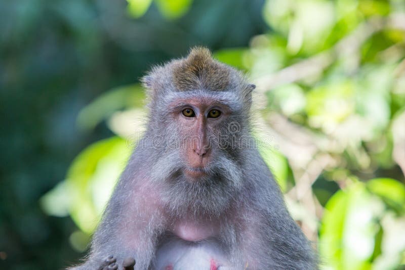 Watchful Monkey stock image. Image of wild, animal, fascicuiaris - 44598949