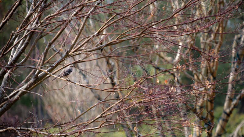 Northern Mockingbird Perched on Holly Tree Branch with Brick Wall in ...