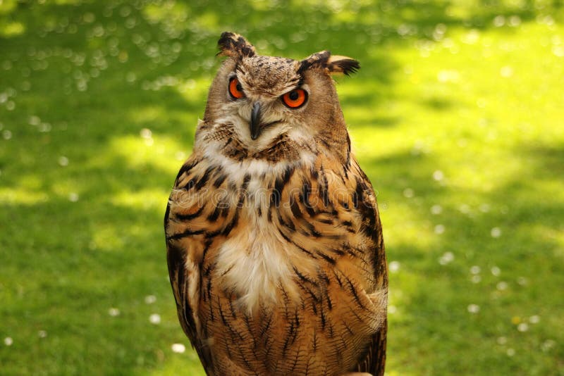 Watchful owl stock image. Image of intelligent, large - 14610515