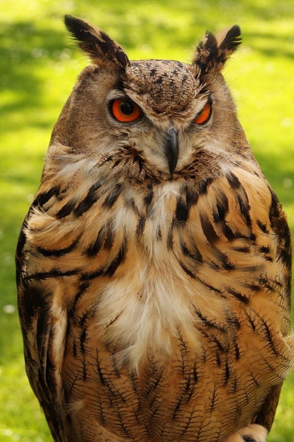 Watchful owl stock image. Image of intelligent, large - 14610515