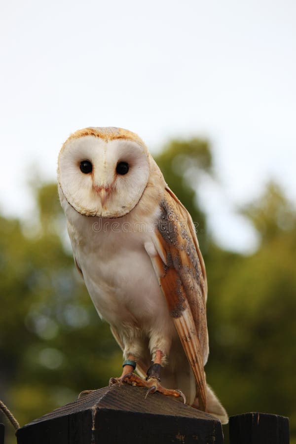 Watchful Owl stock image. Image of windsor, pets, nature - 16626601