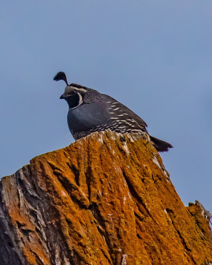 Watchful Quail stock photo. Image of wildlife, beak, oregon - 94179986