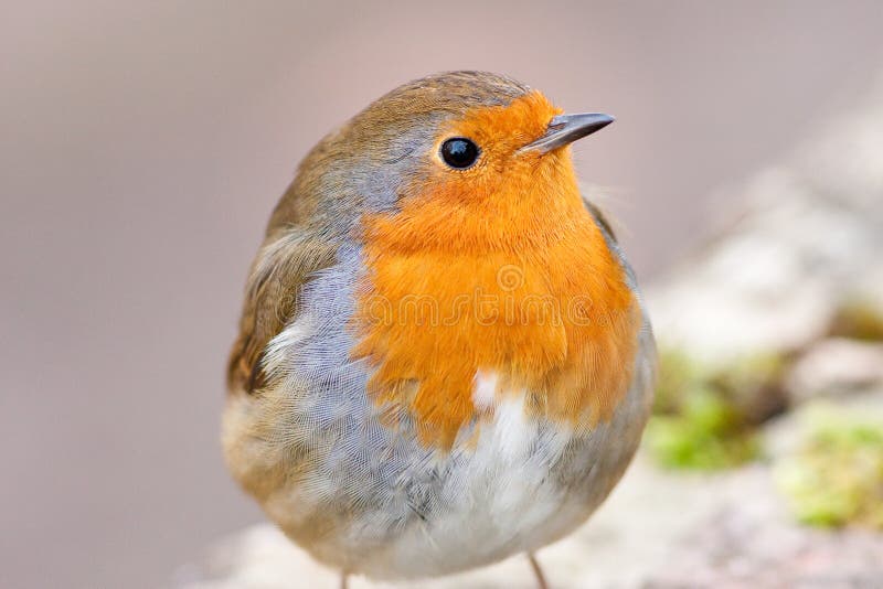 Watchful Robin close up stock photo. Image of animal - 15330658