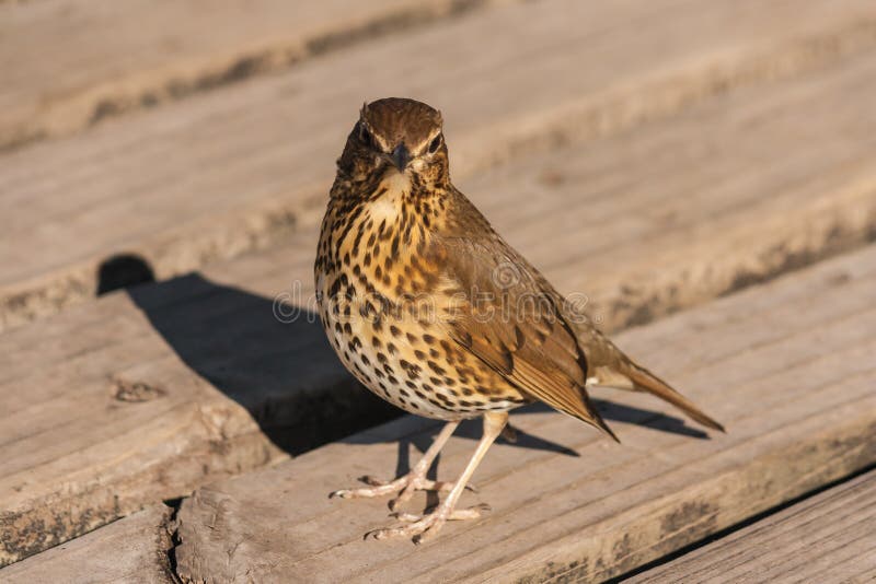 Watchful song thrush stock photo. Image of thrush, standing - 50586014