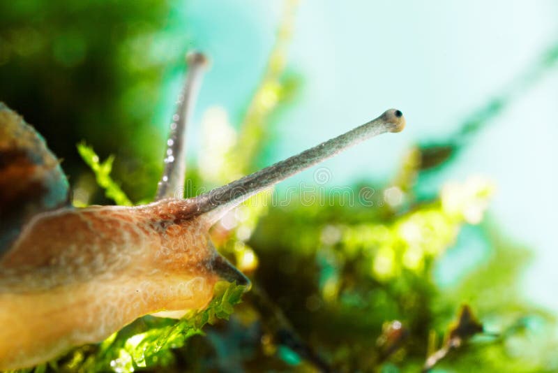 Watching stock photo. Image of nature, antenna, slug - 29417136