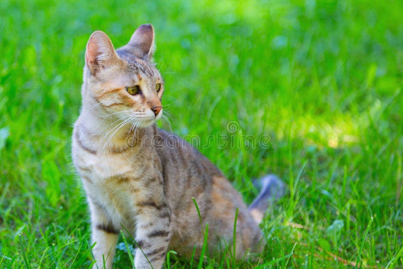 Watching Around Striped Cat Against a Green Grass from Time To Time ...