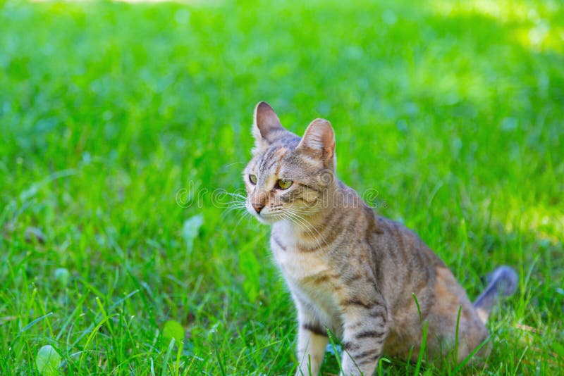 Watching Around Striped Cat Against a Green Grass from Time To Time ...