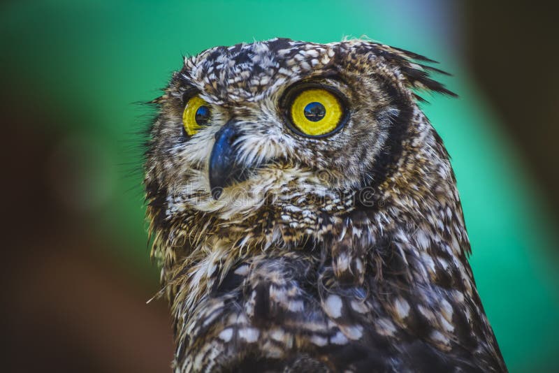 Watching, Beautiful Owl with Intense Eyes and Beautiful Plumage Stock ...