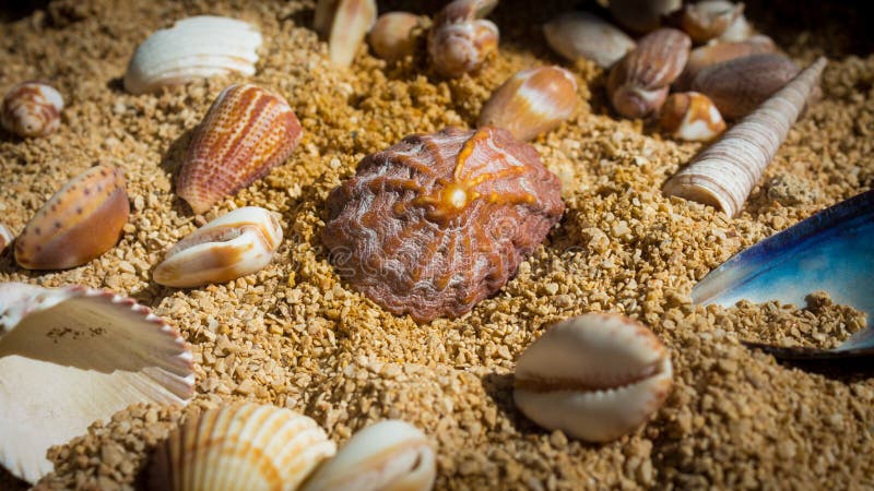 Watching Beautiful Seashells on the Beach Stock Photo - Image of ocean ...