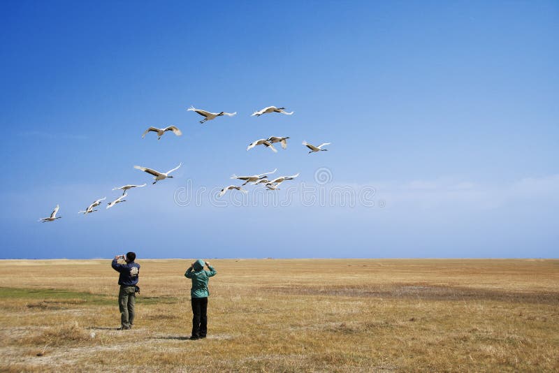 Watching bird migration stock image. Image of migrant - 4052661