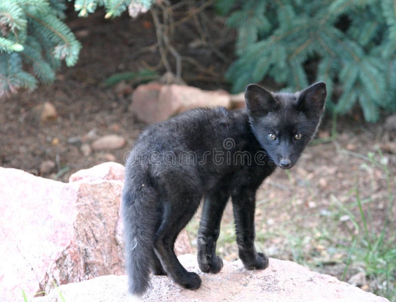 Black Baby Fox Cubs