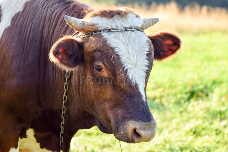 Watching cow stock photo. Image of omuth, chain, nose - 82619494
