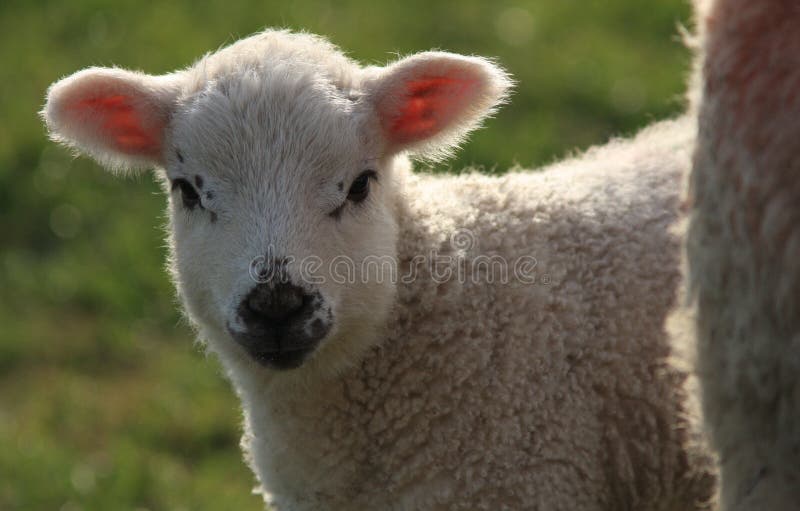 Cute lamb stock photo. Image of animal, seasonal, agriculture - 28660902
