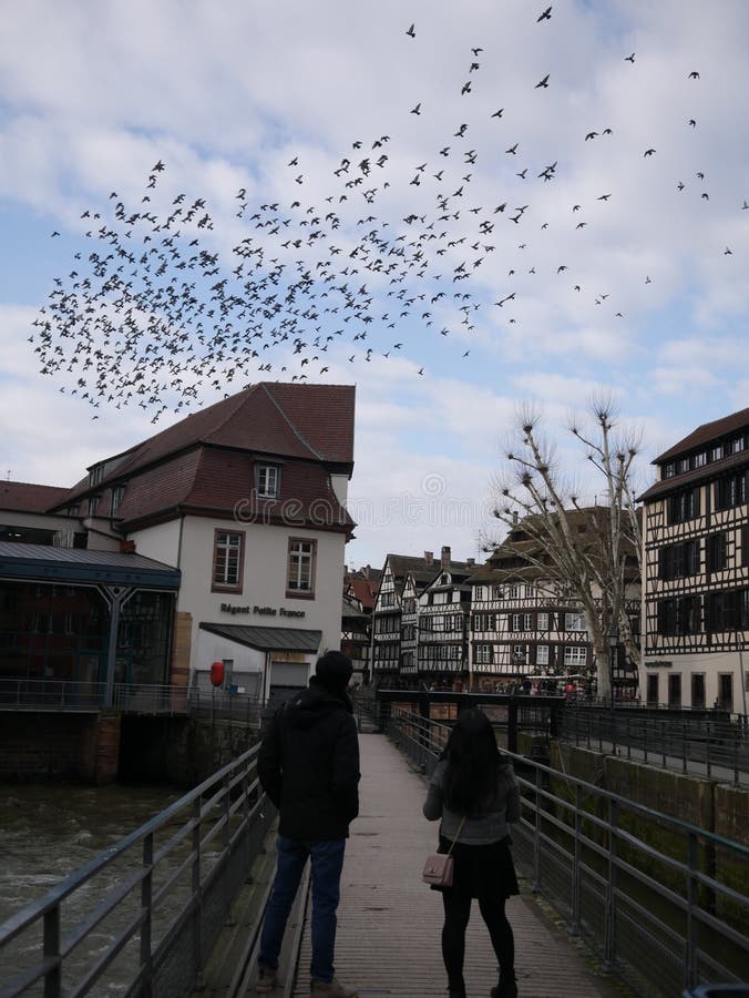 Watching Flock of Birds while Crossing a Bridge Editorial Photography ...
