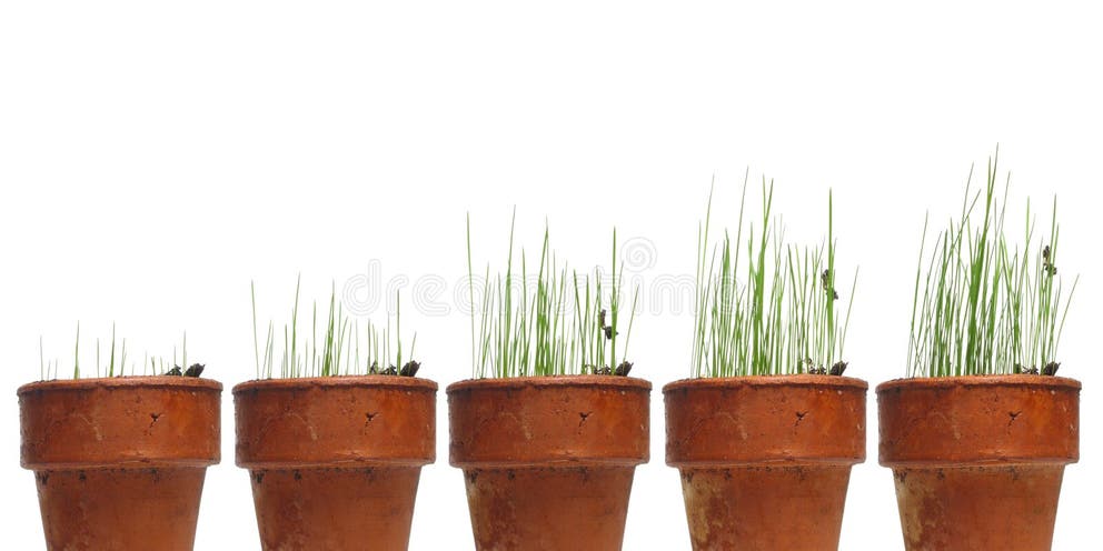 263 Grass Growing Stages Stock Photos - Free & Royalty-Free Stock ...