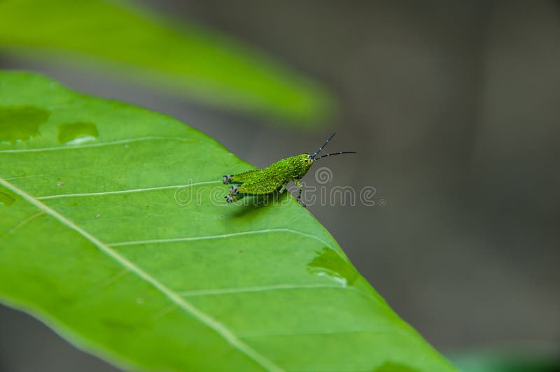 Watching insect stock photo. Image of stories, photostock - 60783770
